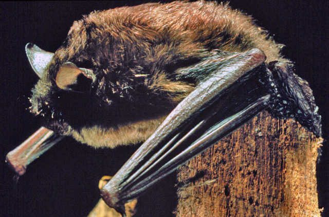 Myotis Sodalis Identification